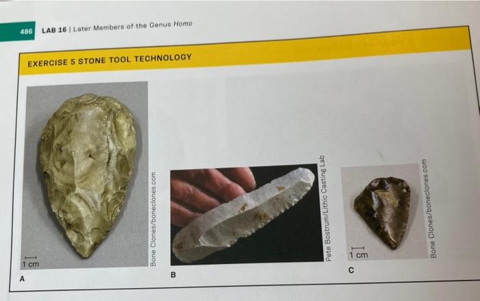 STONE TOOL TECHNOLOGY Work in a small group or alone | Chegg.com