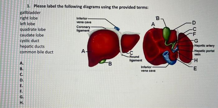 Solved 1. Please label the following diagrams using the | Chegg.com