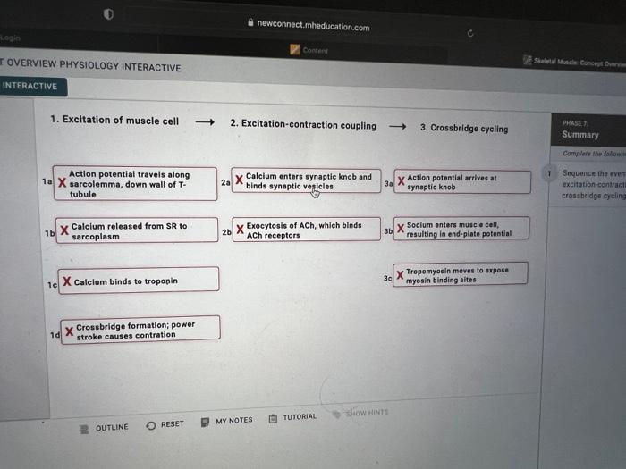 1. Excitation of muscle cell 2. | Chegg.com