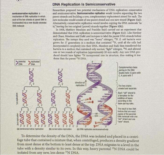 Solved DNA Replication Is Semiconservative Researchers | Chegg.com
