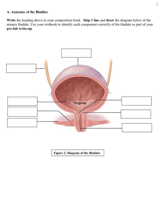 Solved A. Anatomy of the Bladder Write the heading above in | Chegg.com