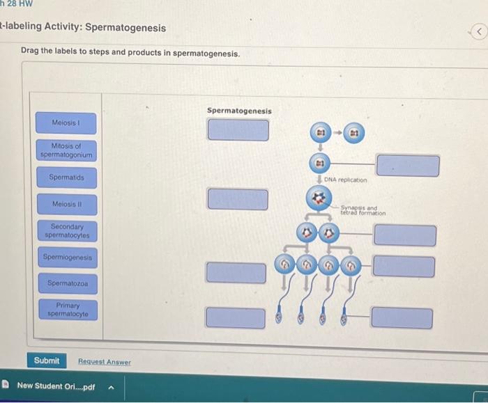Solved h 28 HW -labeling Activity: Spermatogenesis Drag the | Chegg.com