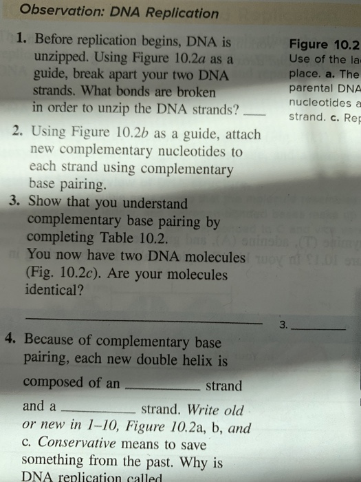 Solved before replication begins, DNA is unzipped. what | Chegg.com Solved before replication begins, DNA is unzipped. what | Chegg.com