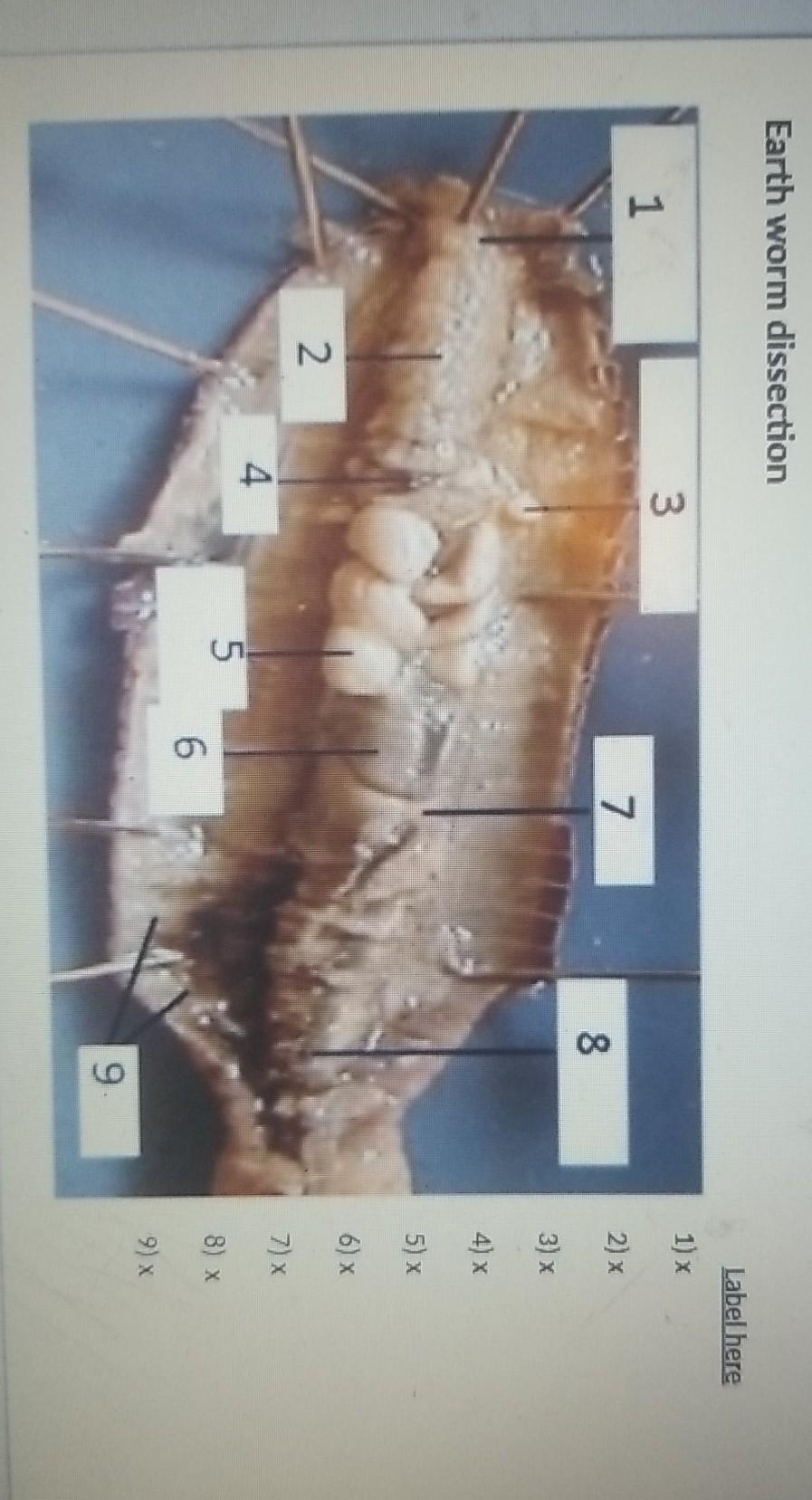 Solved Earth worm dissection Label here 1) 3 1 7 2) x 8 3) x | Chegg.com