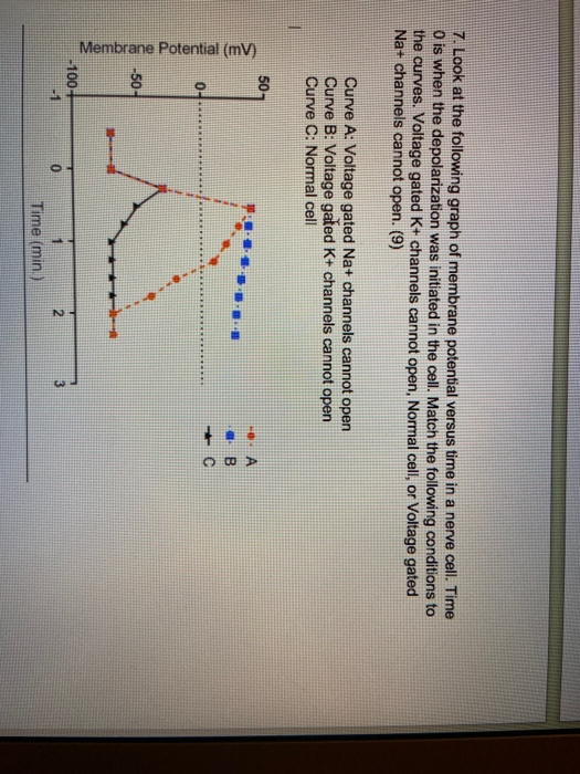 Solved 7. Look at the following graph of membrane potential | Chegg.com