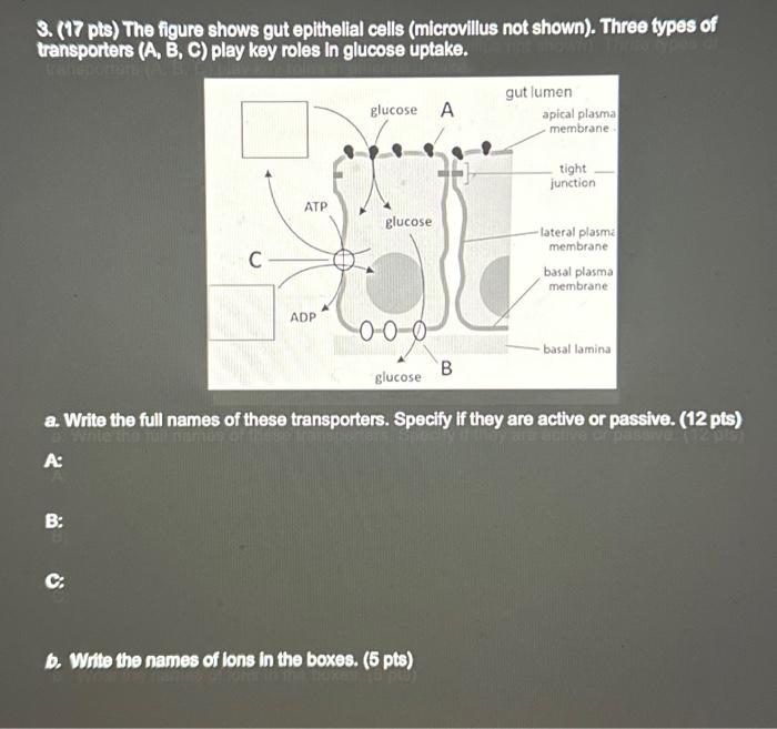 Solved 3. (17 pts) The figure shows gut epithelial cells | Chegg.com