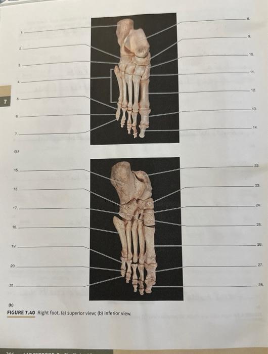 Solved FIGURE 7.40 Right foot. (a) superior view; (b) | Chegg.com