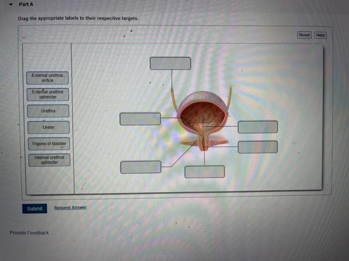 Solved Part A Drag the appropriate labels to their | Chegg.com