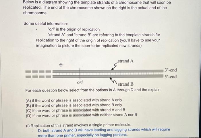 Solved Below is a diagram showing the template strands of a | Chegg.com
