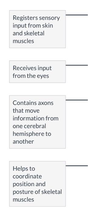 Solved match each of the brain functions to the correct area | Chegg.com