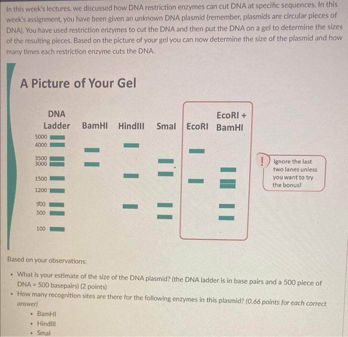 Solved In This Weeks Lectures We Discussed How Dna 0377