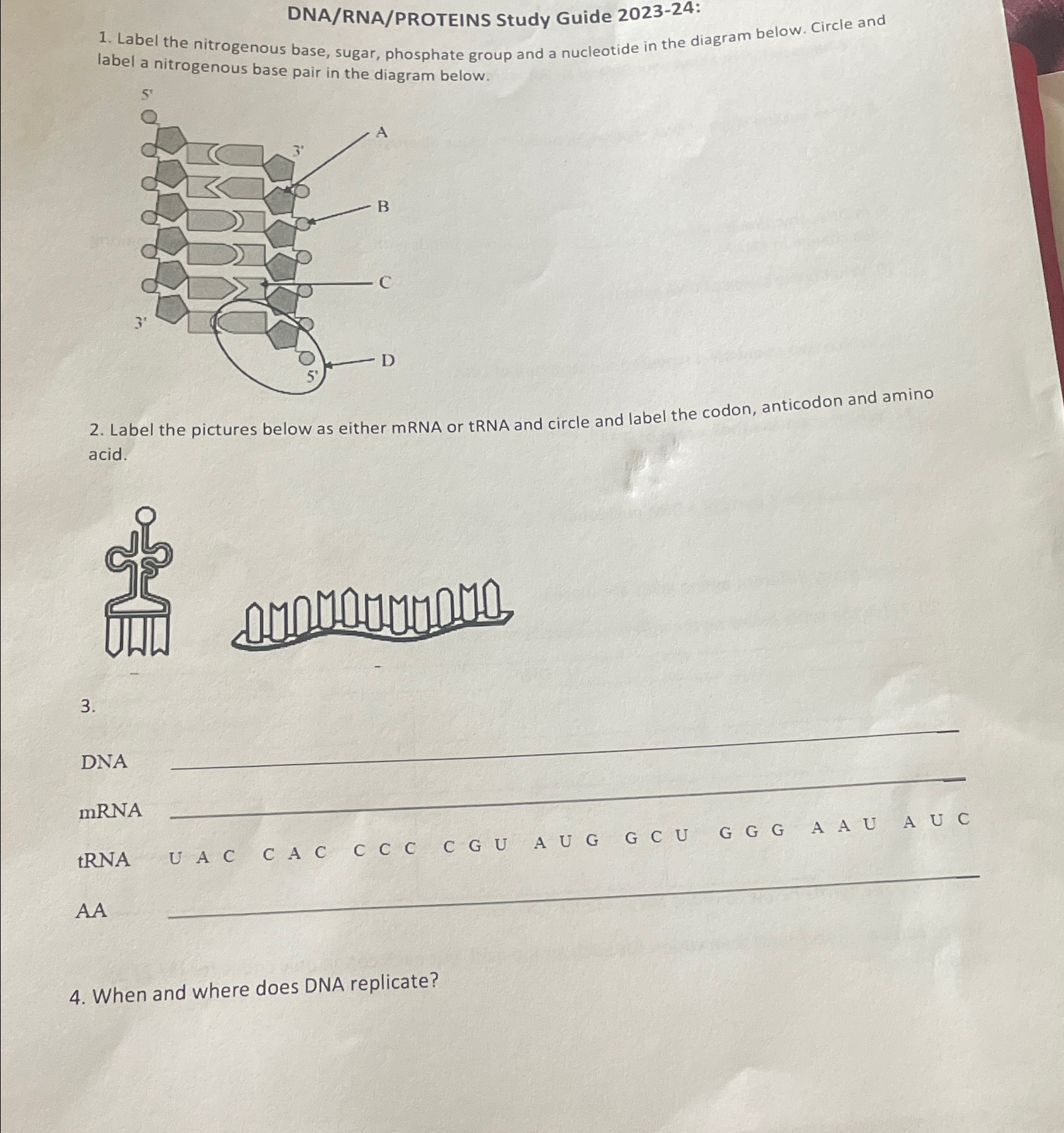 DNA/RNA/PROTEINS Study Guide 2023-24:Label the | Chegg.com
