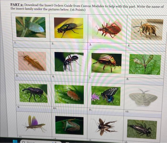 Solved PART 2: Download the Insect Orders Guide from Canvas | Chegg.com