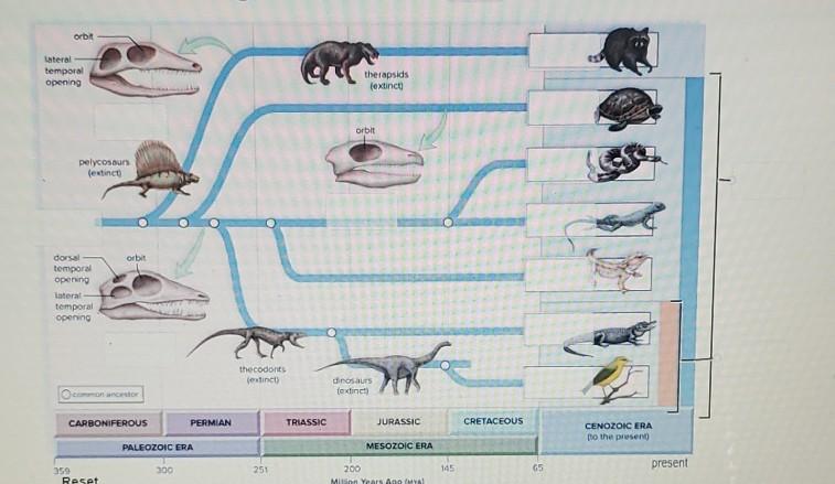 Solved The evolution of reptiles Label the following diagram | Chegg.com