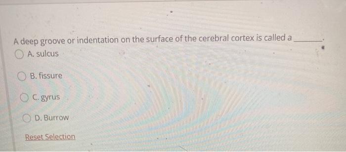 Solved A deep groove or indentation on the surface of the | Chegg.com