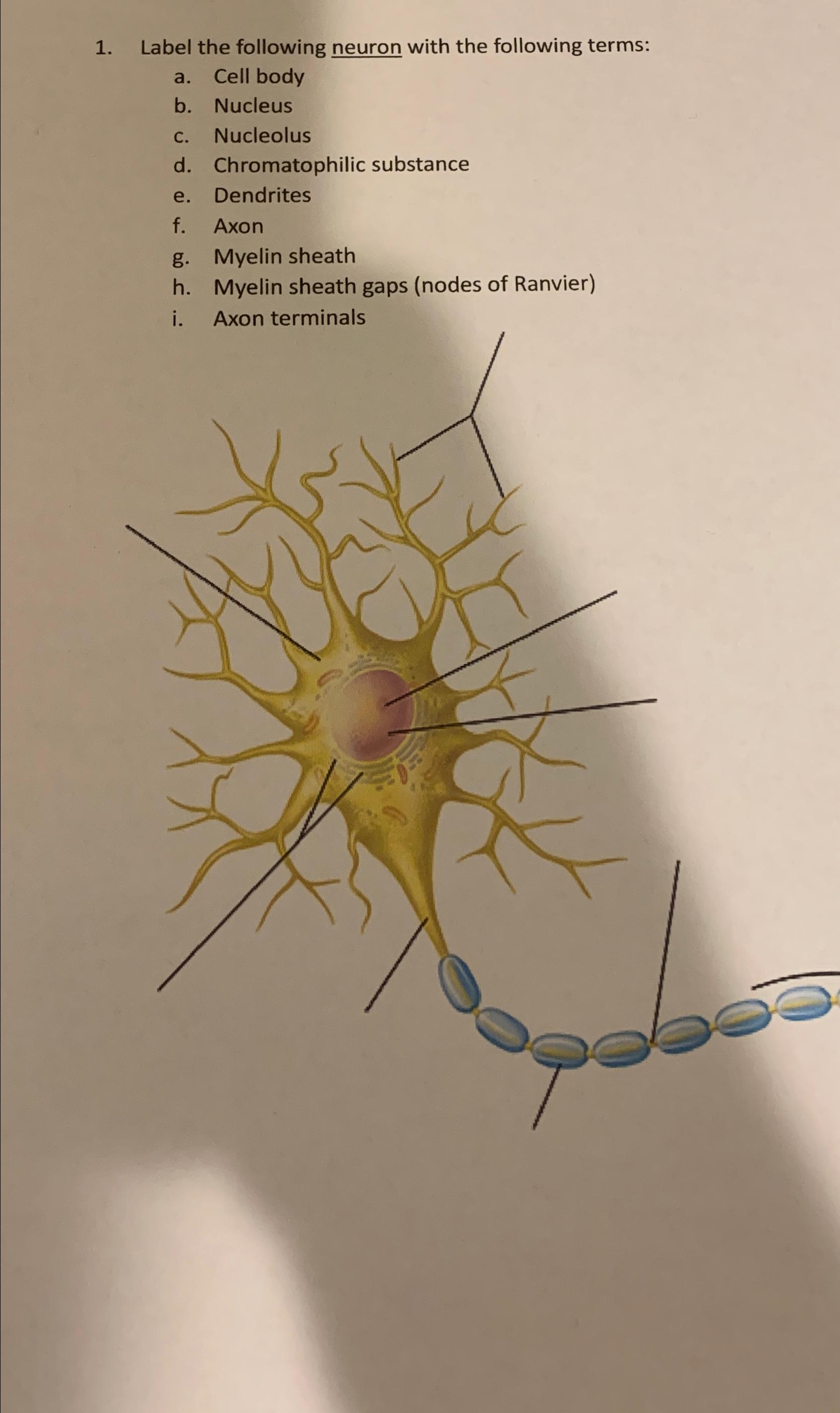Solved Label the following neuron with the following | Chegg.com