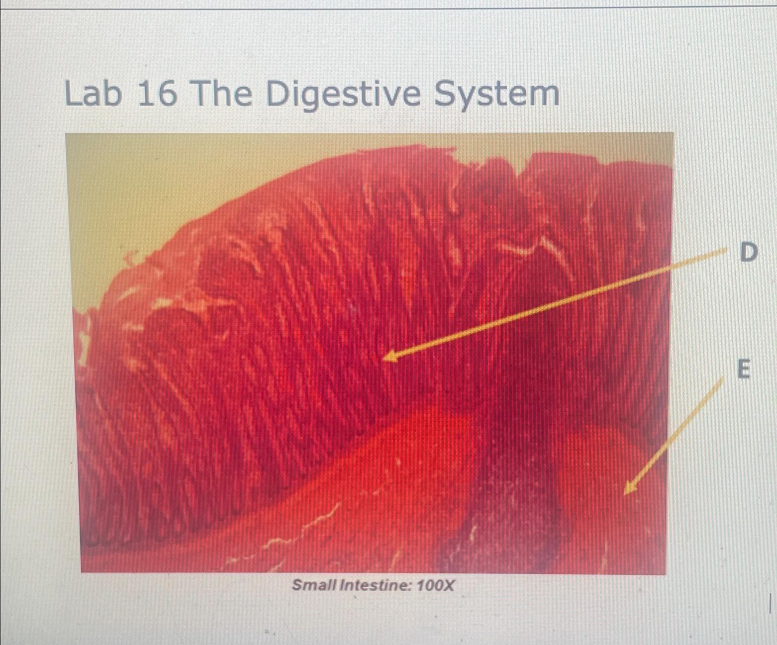 Solved Lab 16 ﻿The Digestive System: what are D and E? | Chegg.com