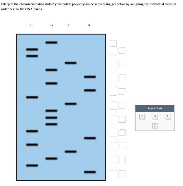 Solved Interpret the chain-terminating dideoxynucleotide | Chegg.com