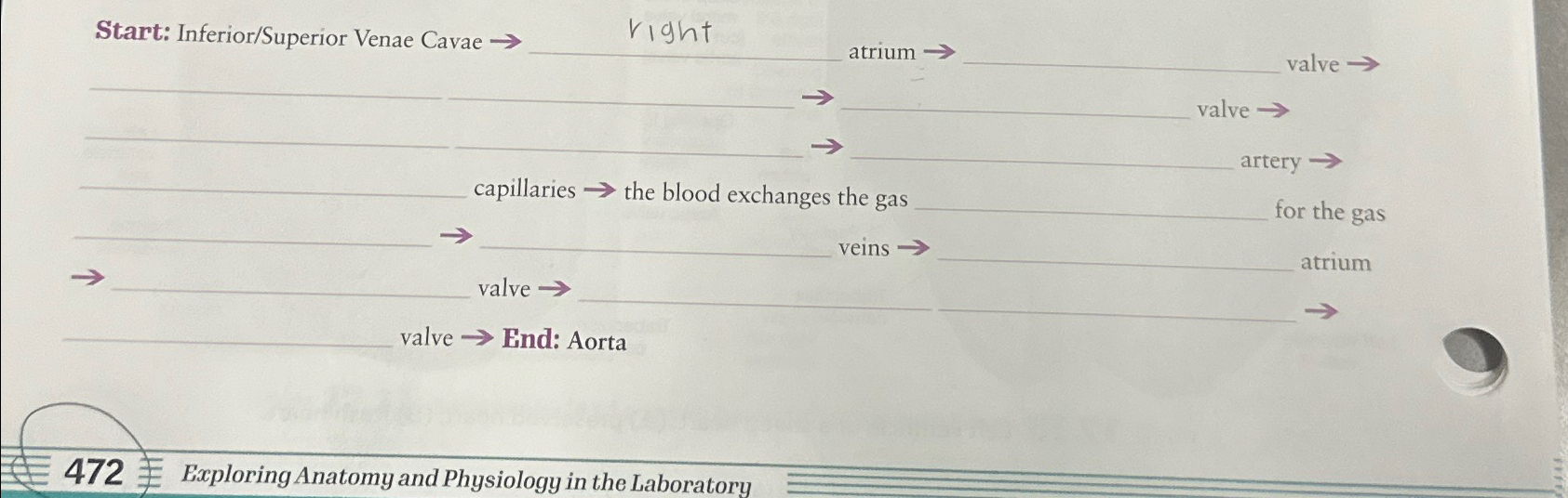 Solved Start: Inferior/Superior Venae Cavae → ﻿right atrium | Chegg.com