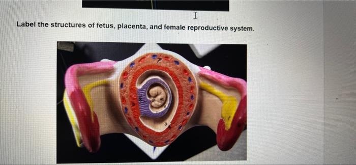 Solved I Label the structures of fetus, placenta, and female | Chegg.com