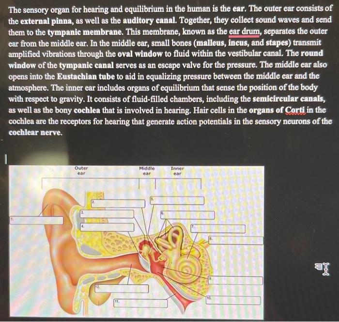 Solved The sensory organ for hearing and equilibrium in the | Chegg.com