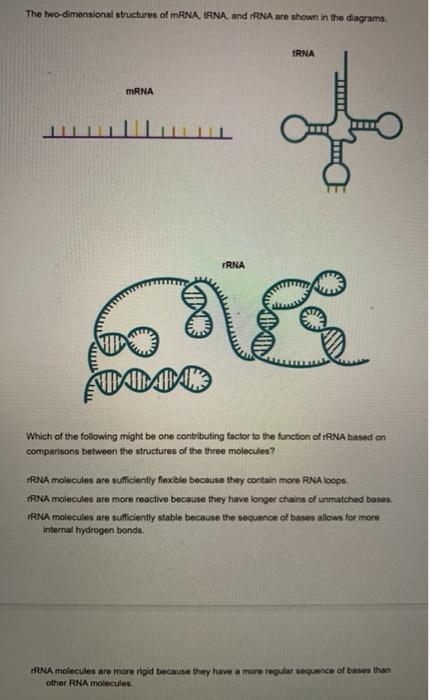 Solved The two-dimensional structures of mRNA, RNA and rRNA | Chegg.com