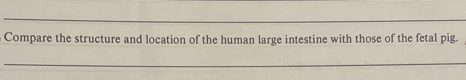 Solved Compare the structure and location of the human large | Chegg.com