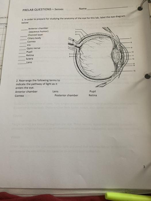 Solved PRELAB QUESTIONS - Senses Name 1. In order to prepare | Chegg.com