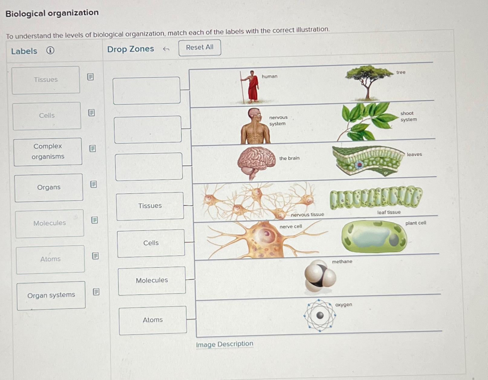 Solved Biological organizationTo understand the levels of | Chegg.com
