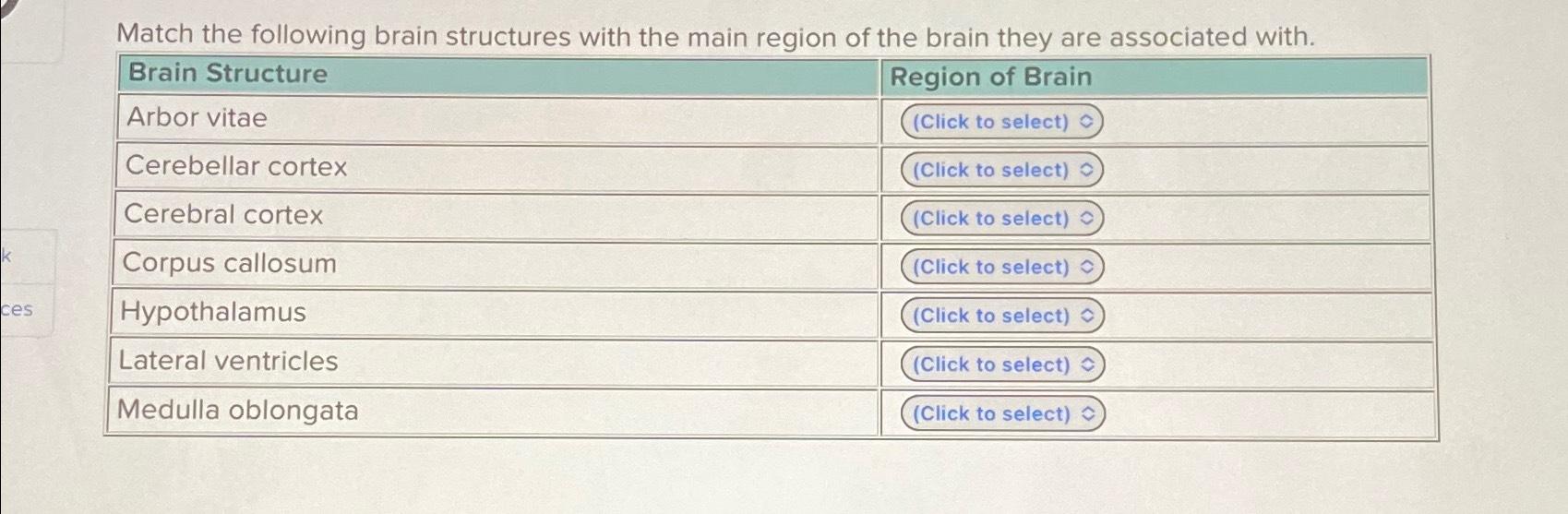 Solved Match the following brain structures with the main | Chegg.com