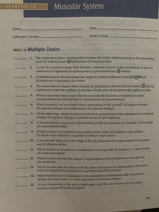 Solved EXERCISE 10 Muscular System Name Date Laboratory | Chegg.com Solved EXERCISE 10 Muscular System Name Date Laboratory | Chegg.com