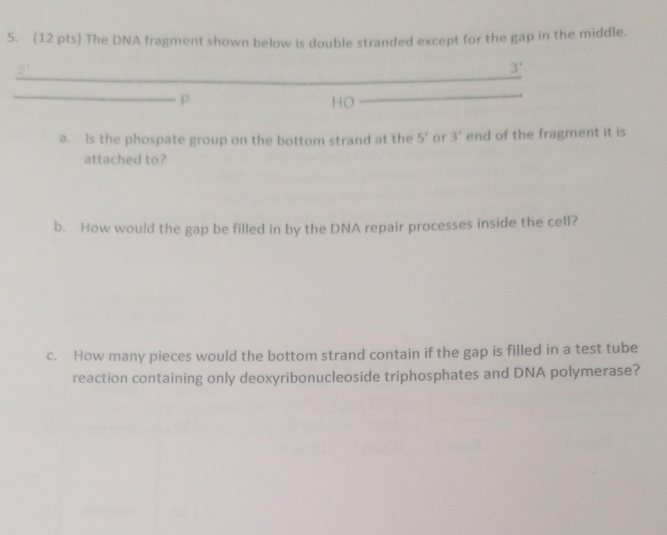 Solved (12 pts) The DNA fragment shown below is double | Chegg.com