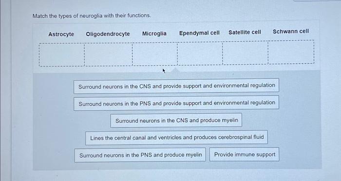 Solved Match the types of neuroglia with their functions. | Chegg.com
