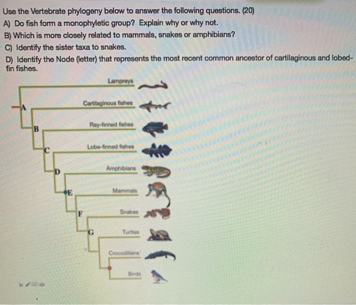 Solved Use the Vertebrate phylogeny below to answer the | Chegg.com