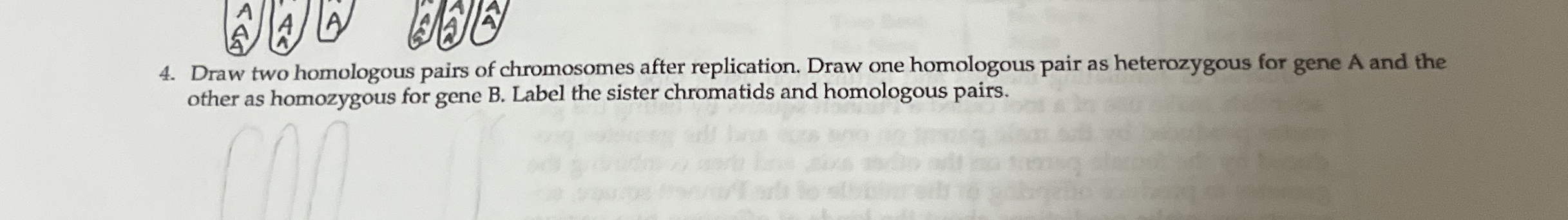 Solved Draw two homologous pairs of chromosomes after | Chegg.com