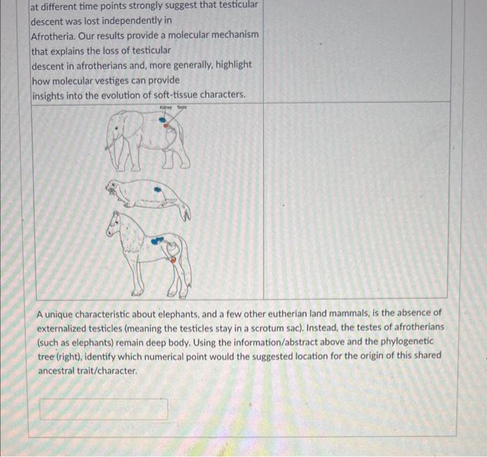 Descent of testes from a position near the kidncys | Chegg.com
