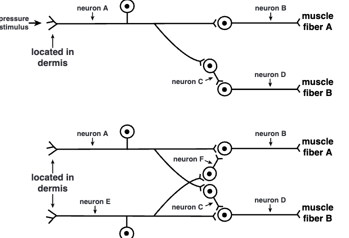 Solved Where are these different types of ion channels | Chegg.com