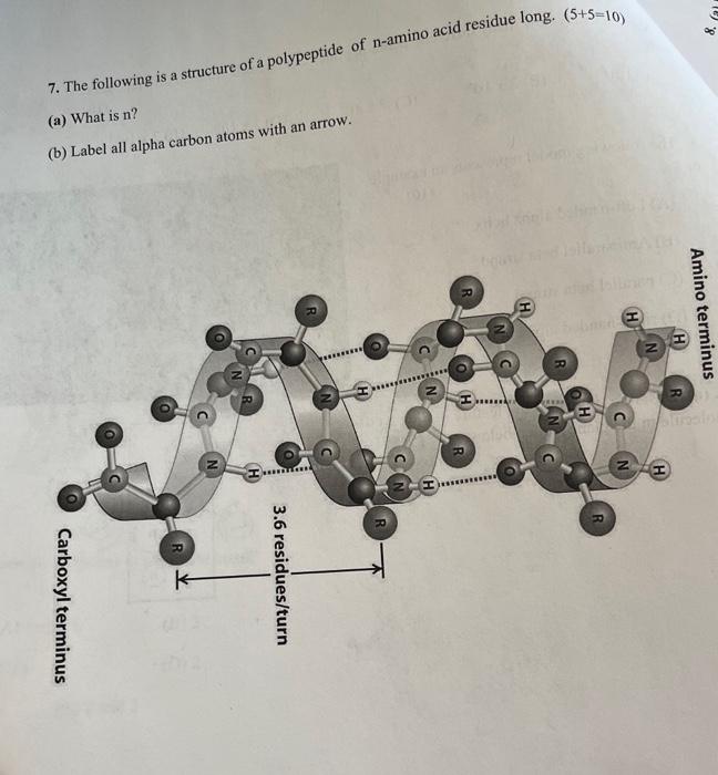 Solved The following is a structure of a polypeptide of | Chegg.com