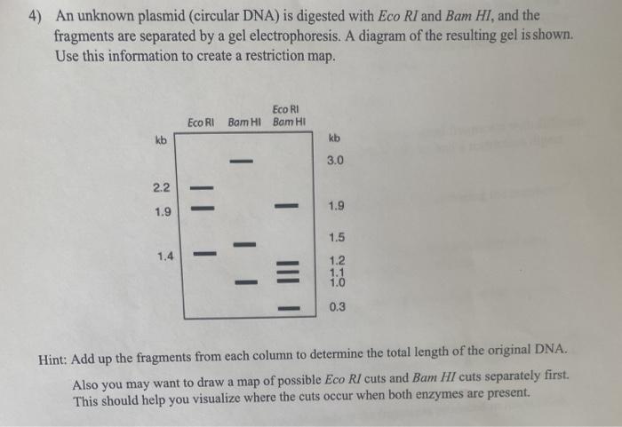 Solved 4) An unknown plasmid (circular DNA) is digested with | Chegg.com