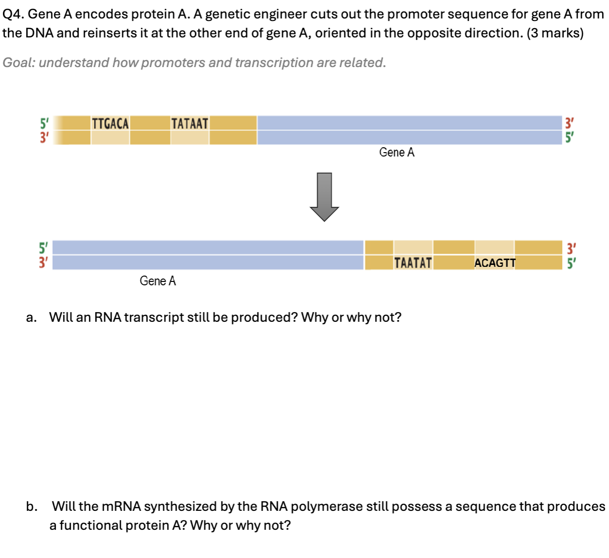 Solved Q4. ﻿Gene A encodes protein A. ﻿A genetic engineer | Chegg.com