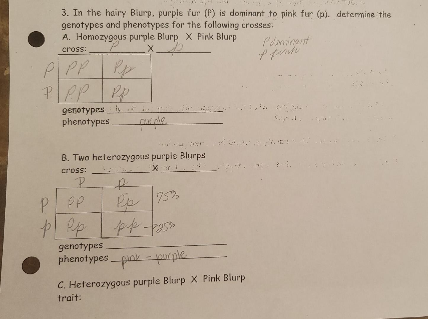 Solved 3. In the hairy Blurp, purple fur (P) is dominant to | Chegg.com