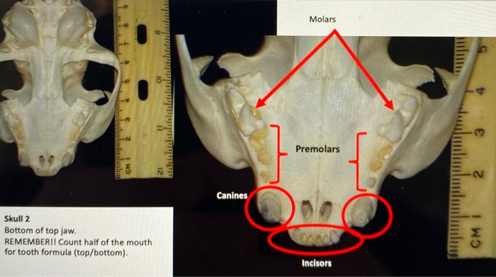 Solved Dichotomous Key Cheek teeth all about the same shape: | Chegg.com