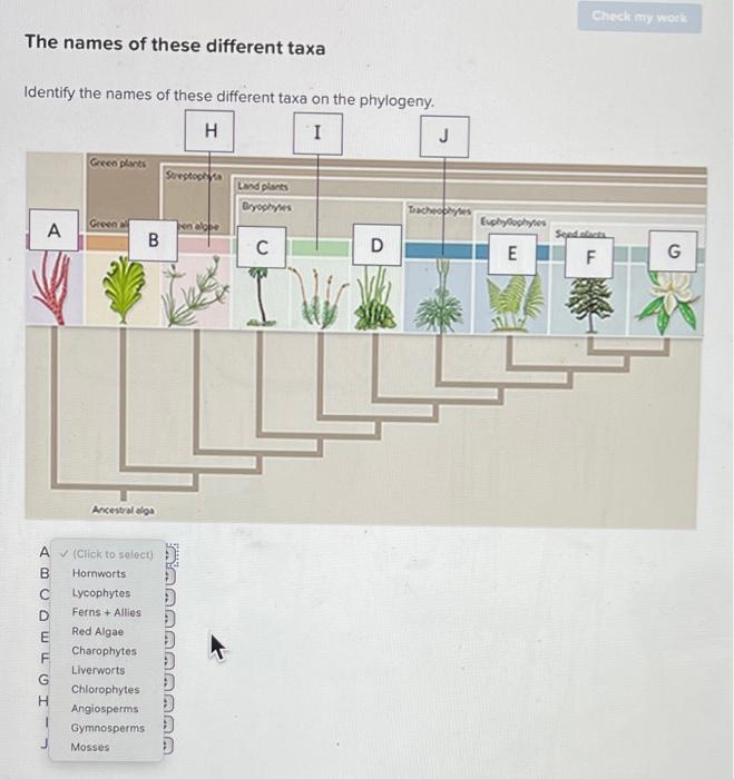 Solved The names of these different taxa Identify the names | Chegg.com