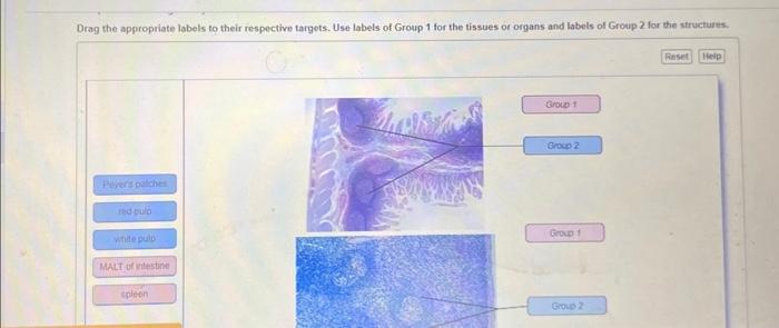 Drag the appropriate labels to their respective | Chegg.com