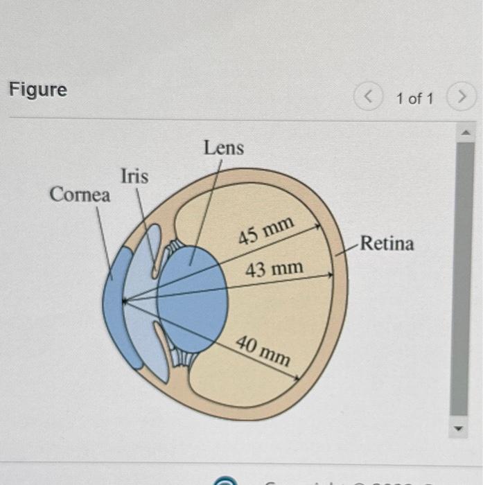 Solved 6 Horse Sense The ciliary muscles in a horse's eye | Chegg.com