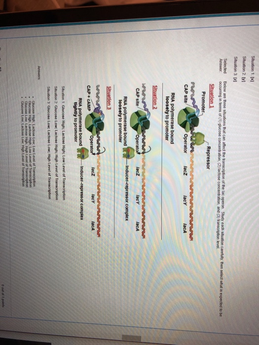 Solved Question 16 0 out of 1 points Eukaryotic genes | Chegg.com