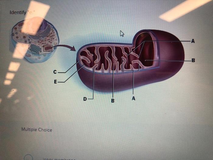 Solved Identify" . SI -В C . E D А B Multiple Choice nimam | Chegg.com