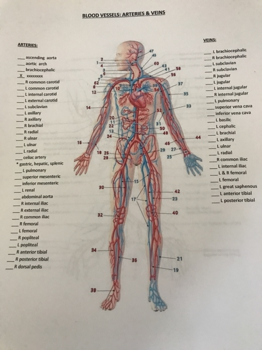 Solved BLOOD VESSELS: ARTERIES & VEINS VEINS: ARTERIES: L | Chegg.com