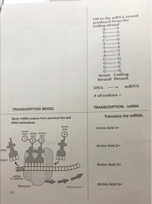 Solved Fill in the mRNA strand produced from the coding | Chegg.com