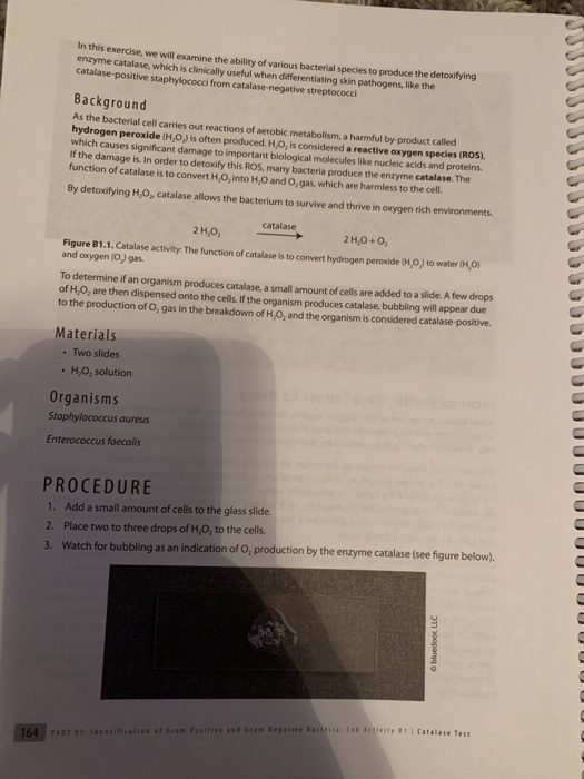 Solved PART VI: IDENTIFICATION OF GRAM POSITIVE AND GRAM | Chegg.com
